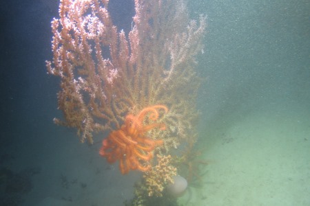 Discovering cold-water corals and sponges off the Irish continental ...
